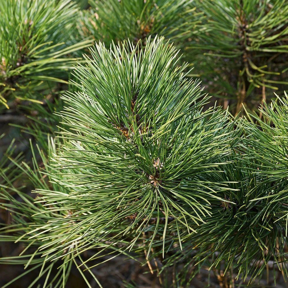 Trees — Minnesota Forestry Association