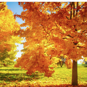 Minnesota Forestry Association