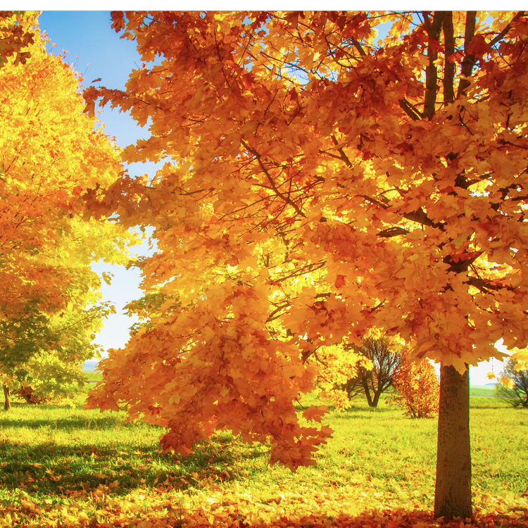 Minnesota Forestry Association