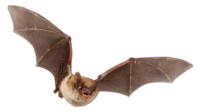 Wildlife — Minnesota Forestry Association