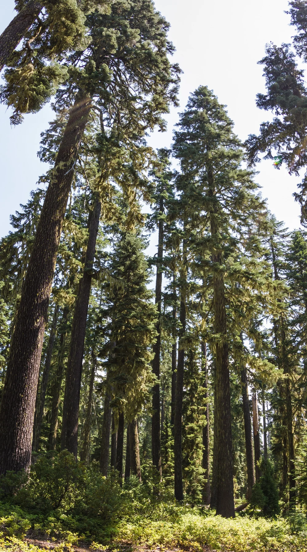 Timber Harvesting — Minnesota Forestry Association