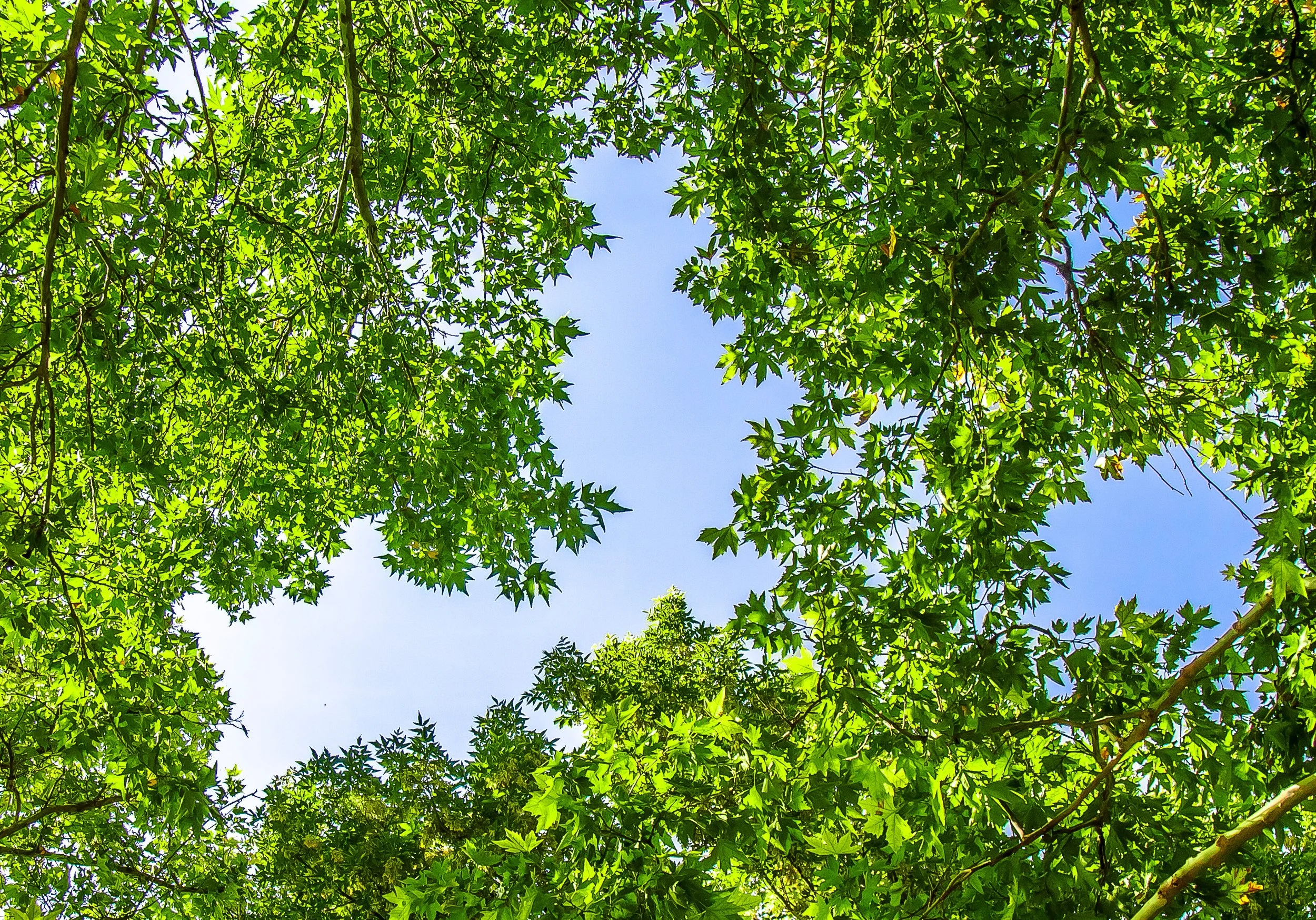 Climate Change — Minnesota Forestry Association