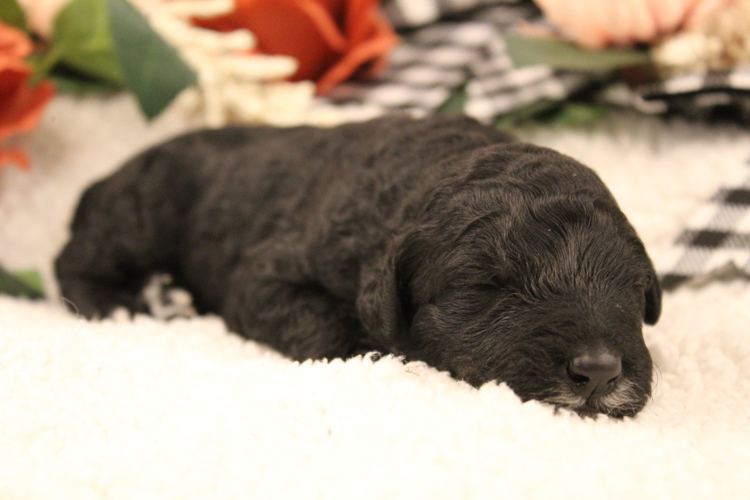 Rooney's Puppies — Old Mills Aussiedoodles