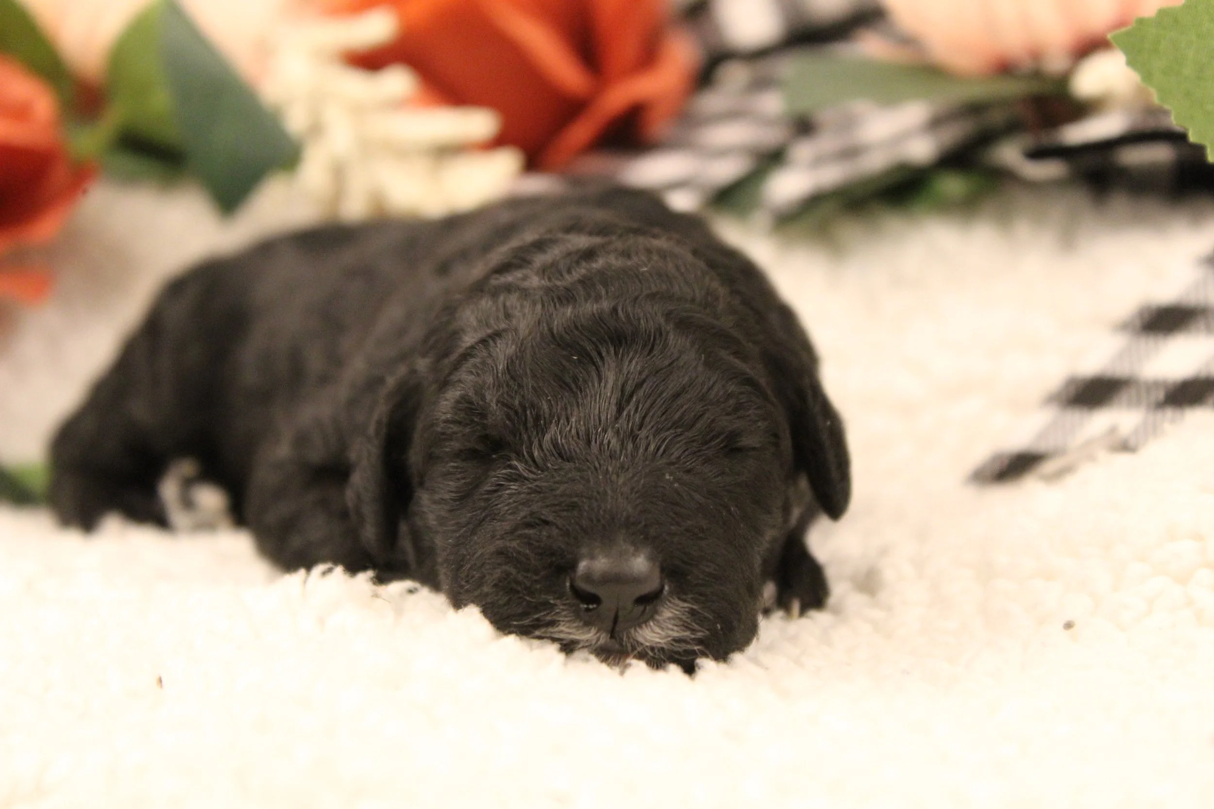 Rooney's Puppies — Old Mills Aussiedoodles