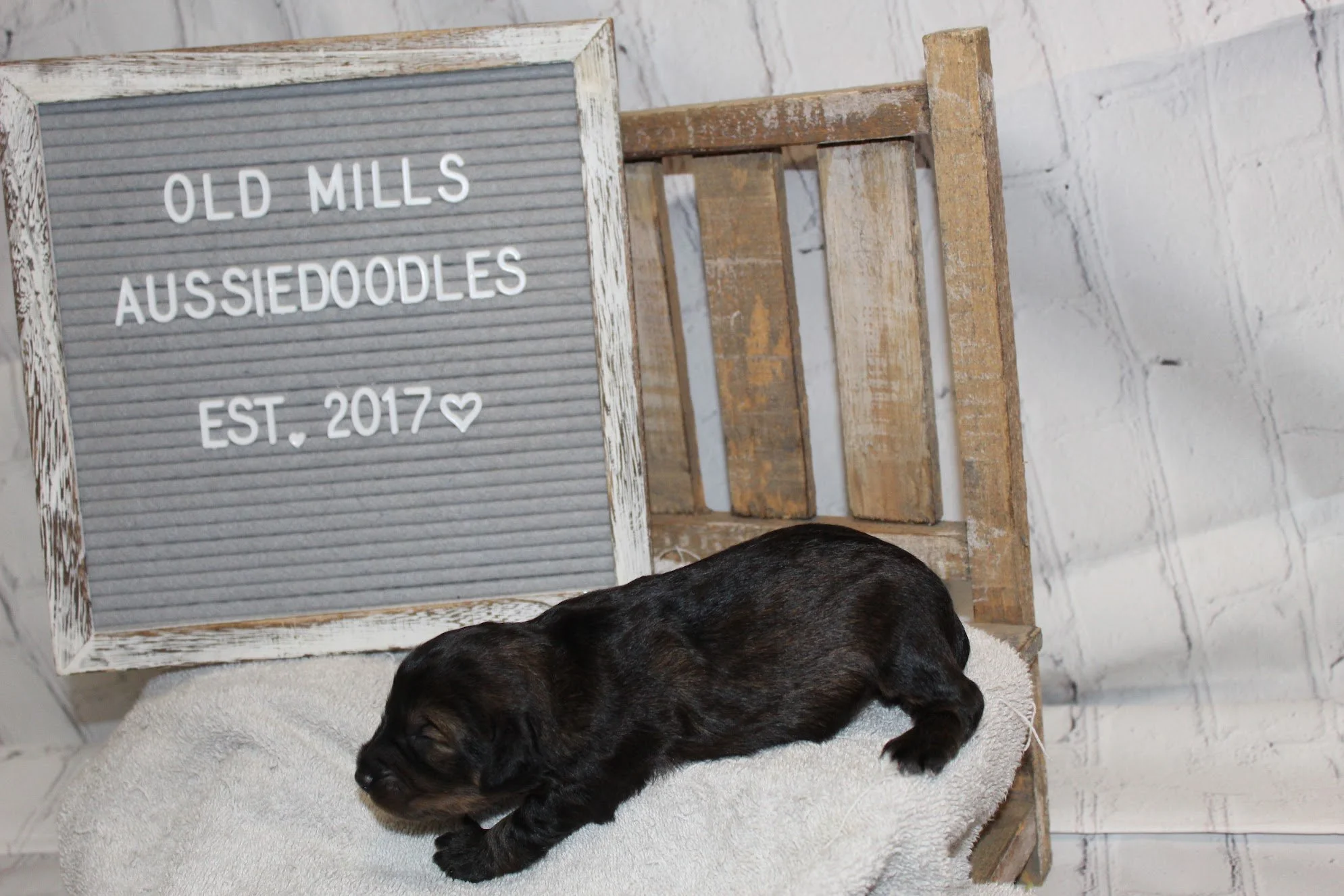 Athena's Puppies — Old Mills Aussiedoodles