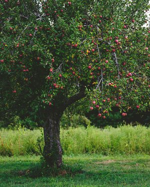 Visiting Tree House Farm Brewery — Tree House Brewing Company