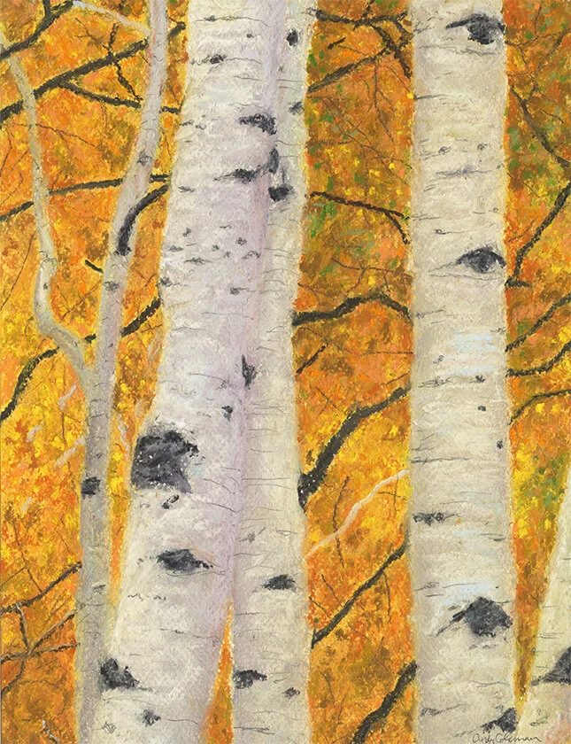 Colorado Aspen Trees In Prints