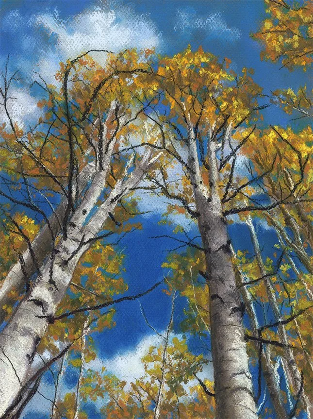 Colorado Aspen Trees In Prints
