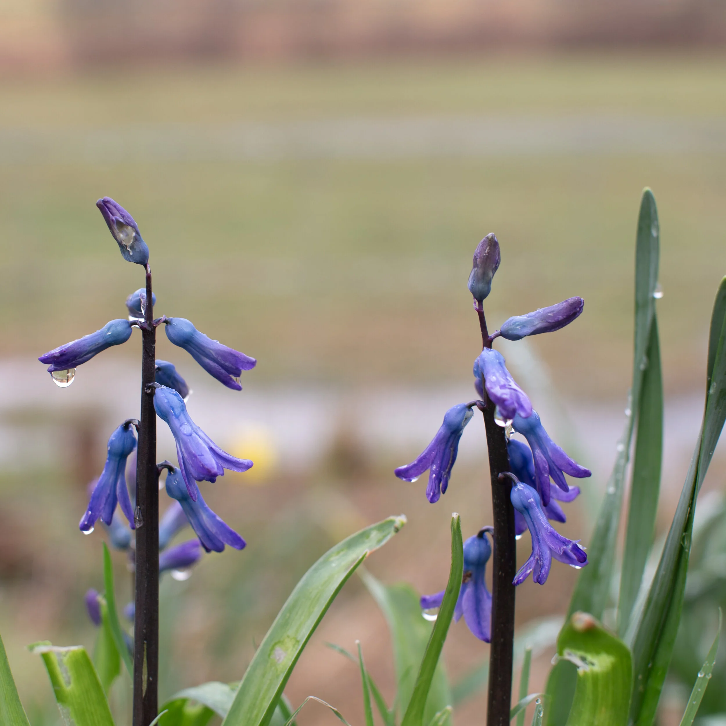 Spring holiday on the Isle of Tiree — VisitTiree