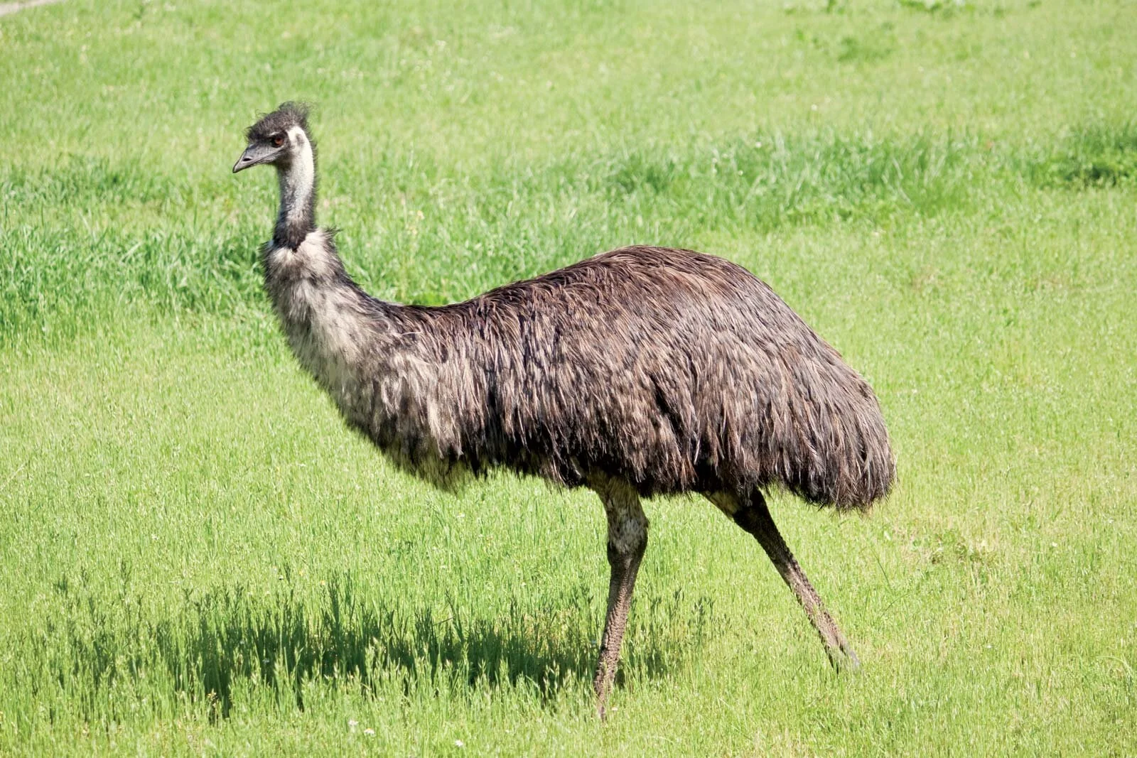’Roos, Emus...& Toucans Too! — Sea Isle Times