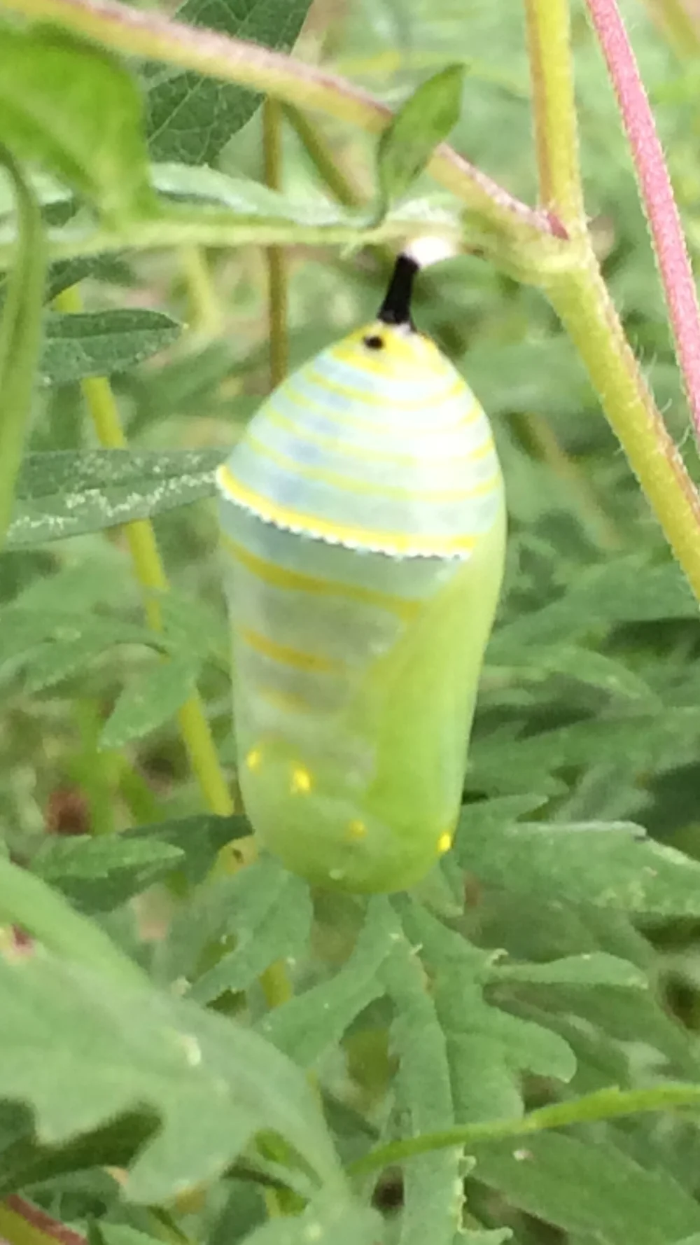 The Miraculous Monarch Migrants — Sea Isle Times