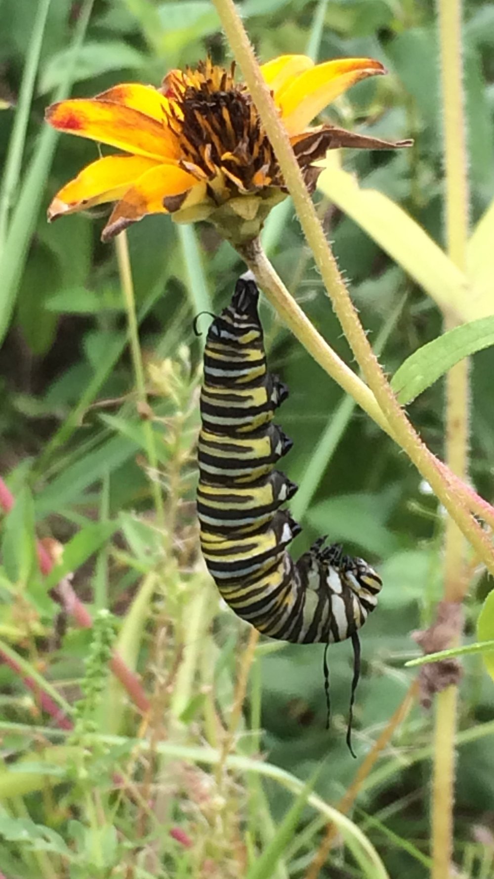 The Miraculous Monarch Migrants — Sea Isle Times