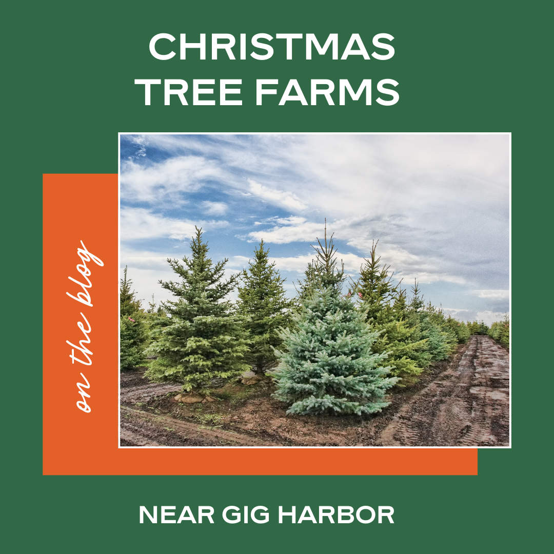 Christmas Tree Farms Near Gig Harbor — Paige Schulte | Gig Harbor Real ...