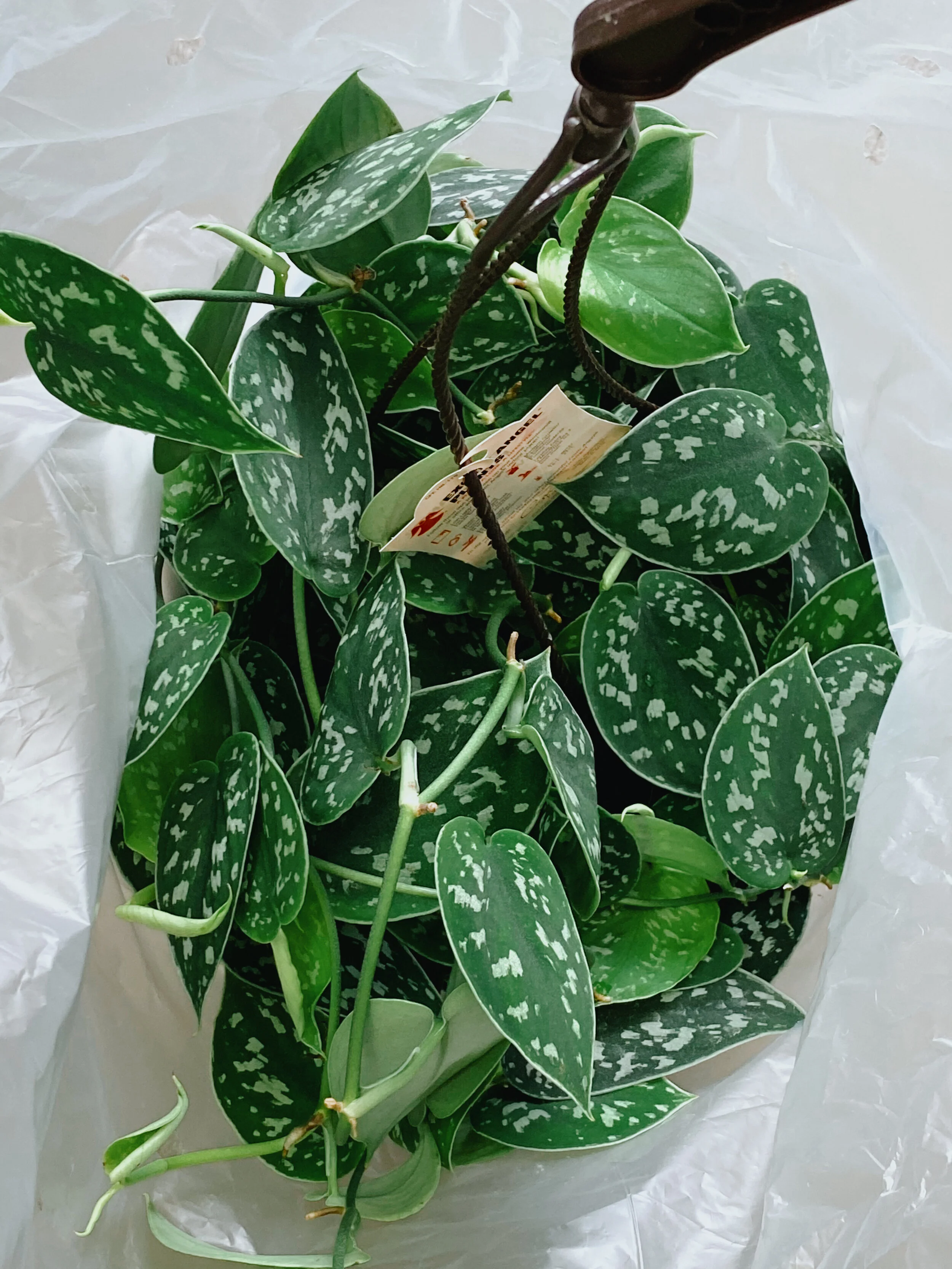 How to rescue your overwatered plants from the big box stores