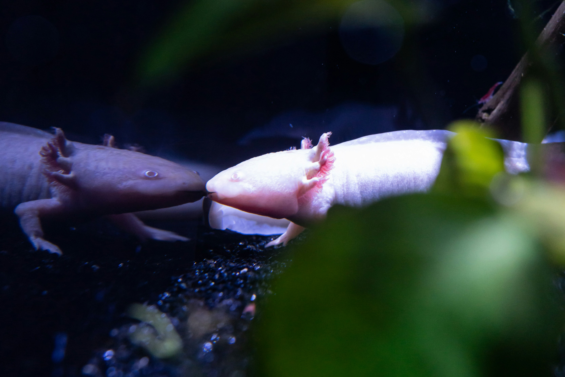Beginner's Conservation Guide to Endangered Axolotls — SUSTAINABLE AMOR