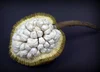 7 Delicious Fruits You Should Try In Brunei [Including Durian ...