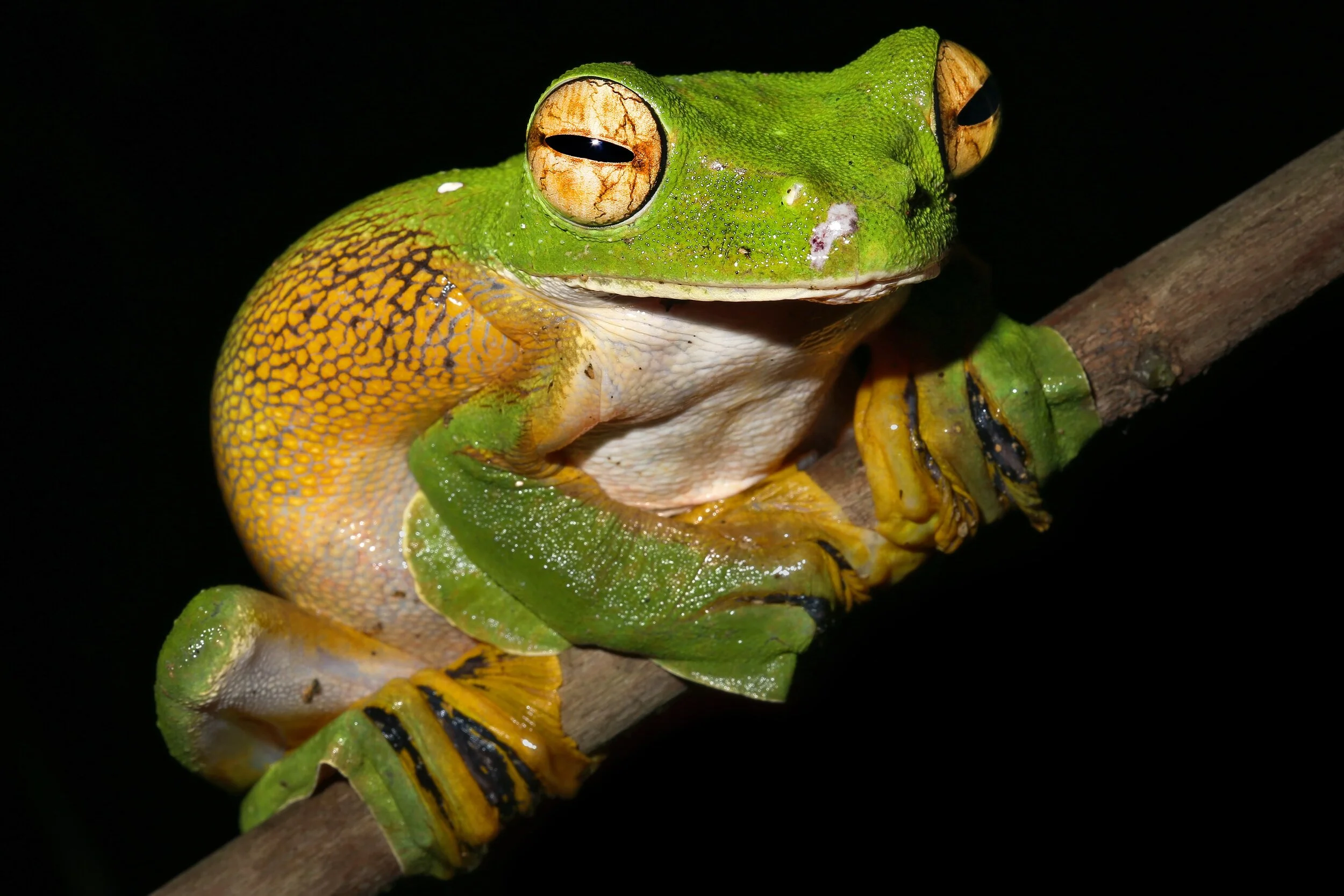 Ulu Temburong National Park: Travel Guide To Brunei's Green Jewel ...