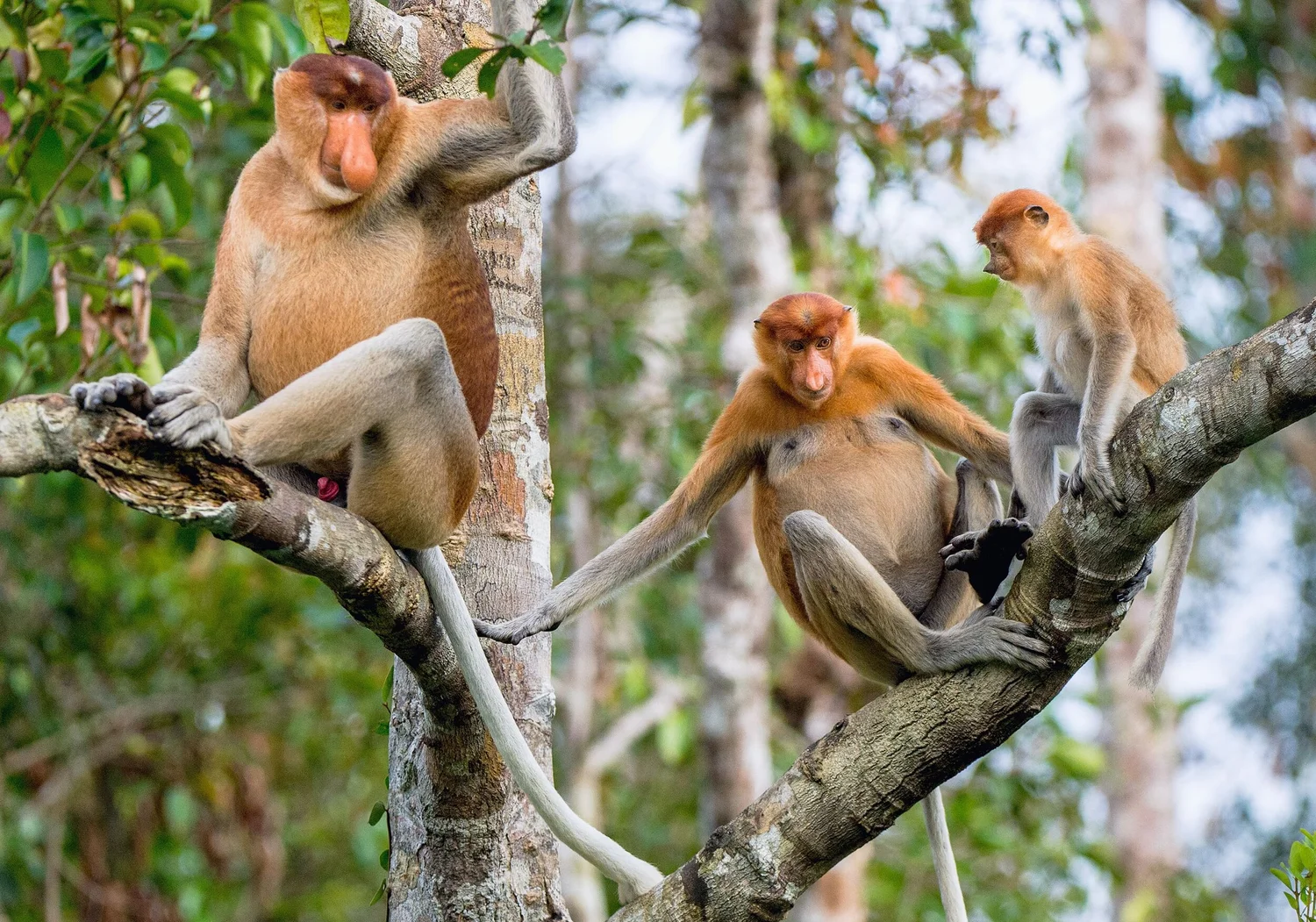 Brunei River Mangrove Tour: Discover Proboscis Monkeys And Crocodiles ...