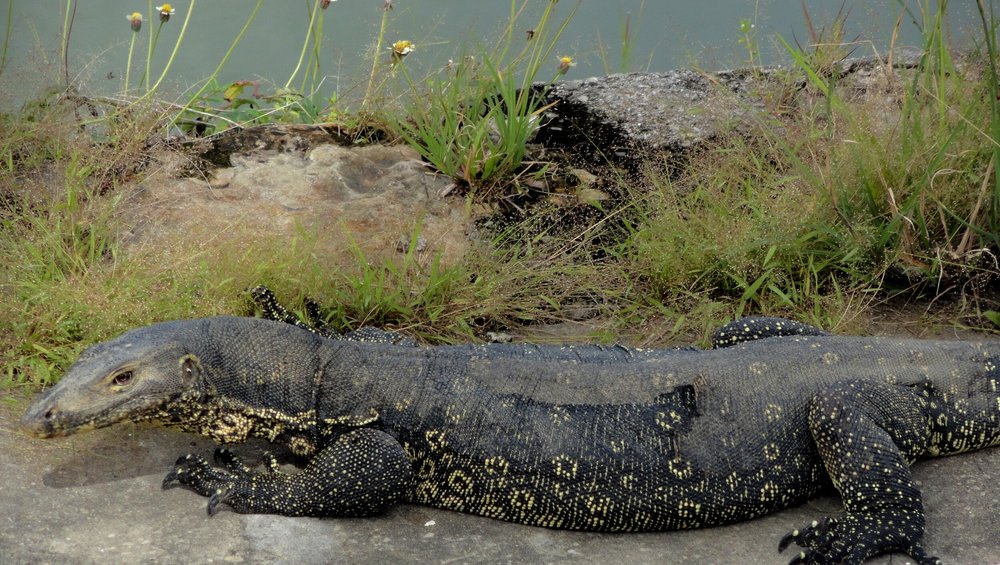 Brunei River Mangrove Tour: Discover Proboscis Monkeys And Crocodiles ...