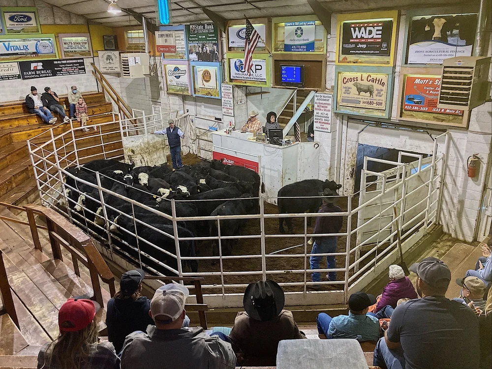 Cedar Livestock Market
