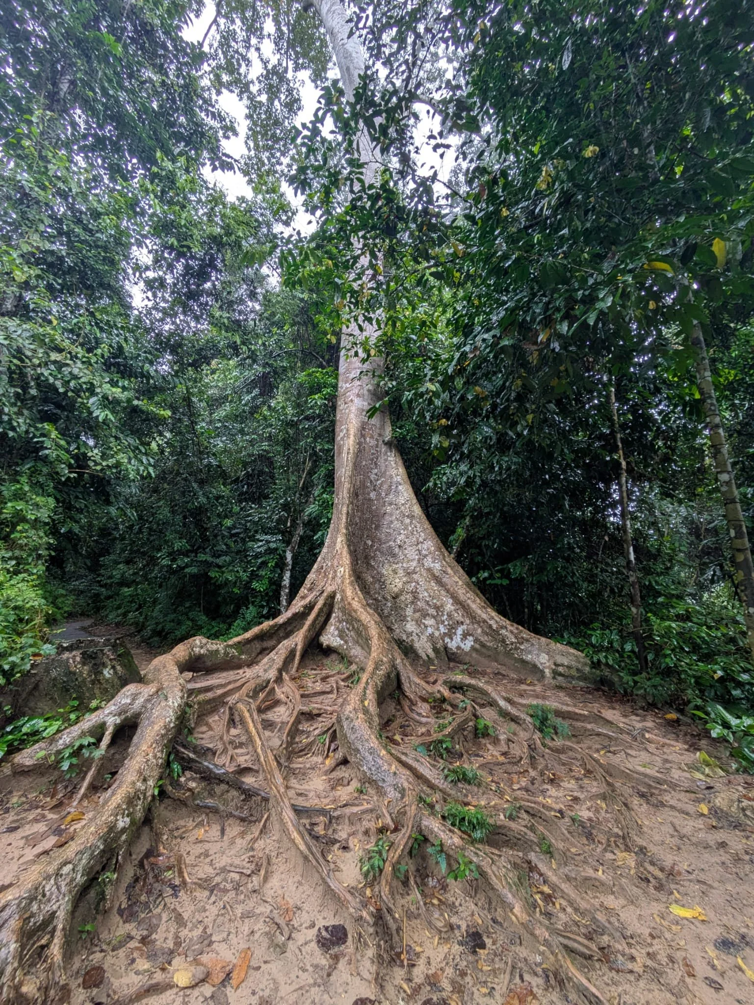 Taman Negara — Jeremy Shaverin | Musician and Lecturer