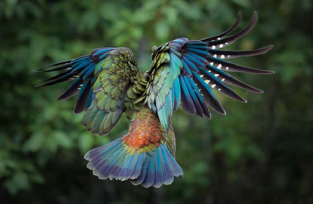 NZ Parrot Trust