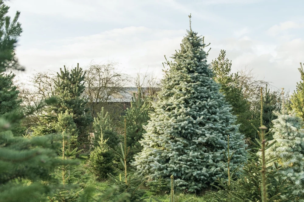 Our Farm — Snowbird Christmas Tree Farm