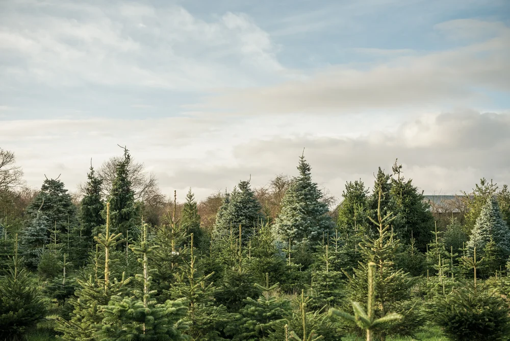 Our Trees — Snowbird Christmas Tree Farm