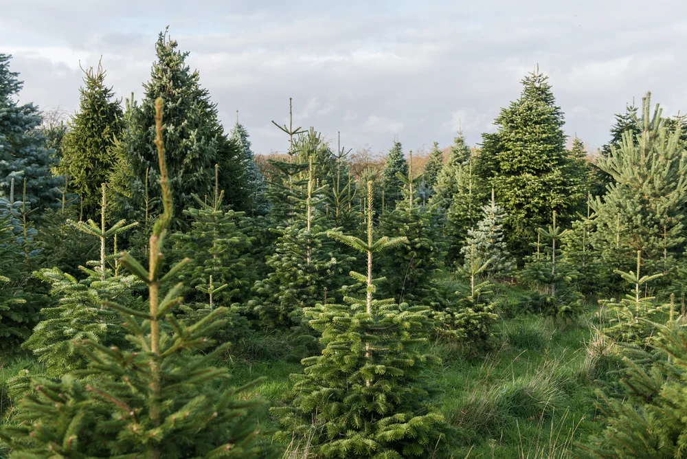 Our Farm — Snowbird Christmas Tree Farm