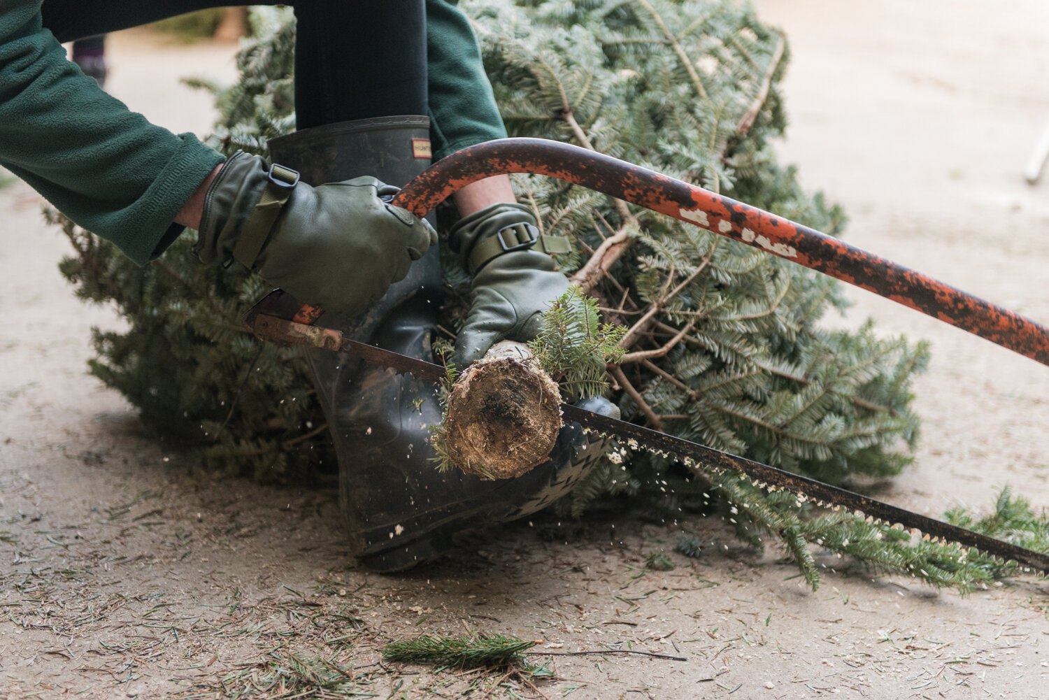 Our Trees — Snowbird Christmas Tree Farm