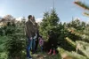 Snowbird Christmas Tree Farm