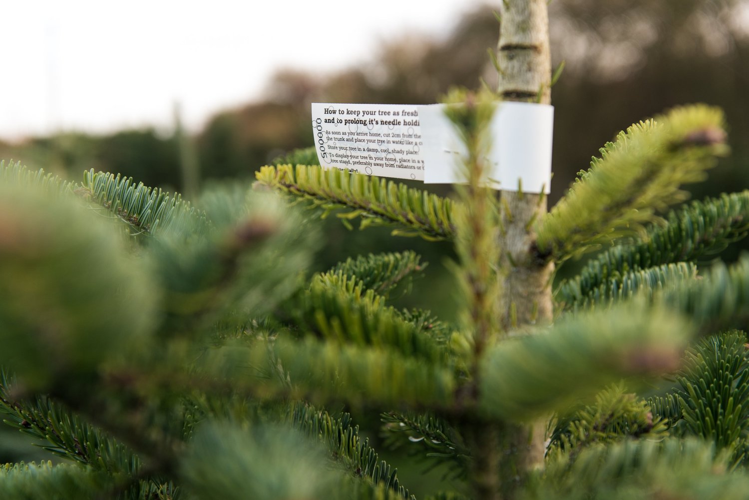 Snowbird Christmas Tree Farm