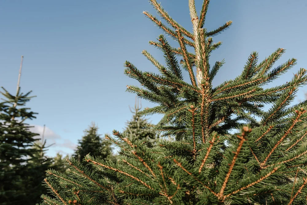 Our Trees — Snowbird Christmas Tree Farm