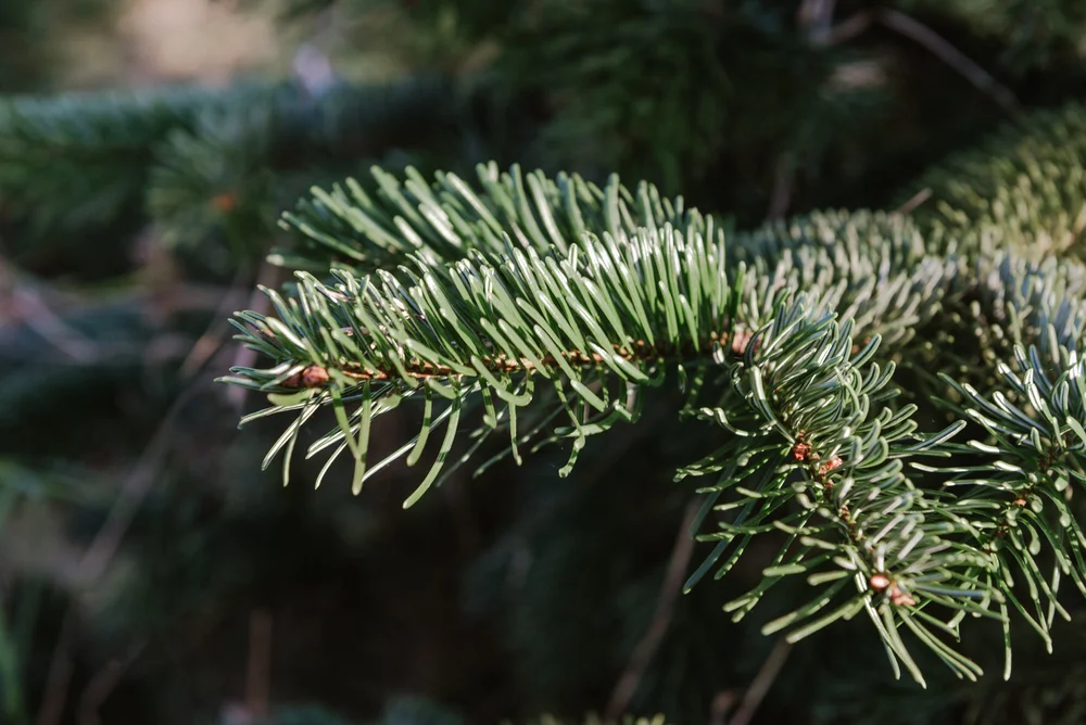 Our Trees — Snowbird Christmas Tree Farm