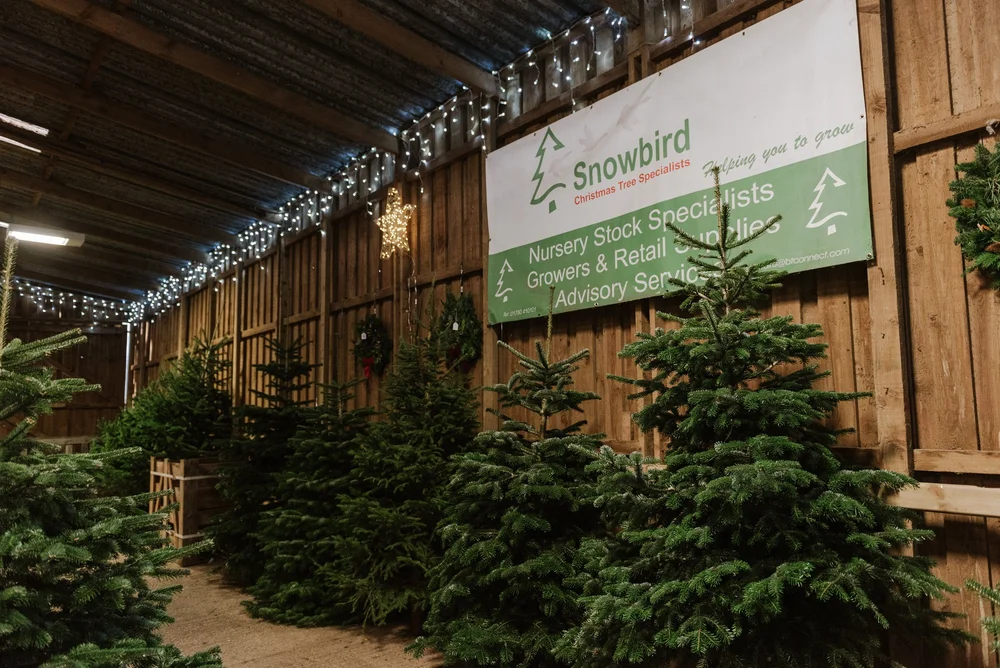 Gallery — Snowbird Christmas Tree Farm