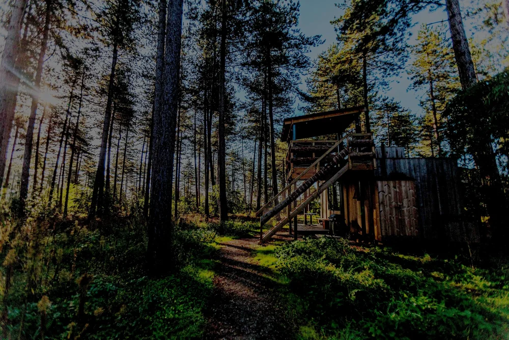 Nest Treehouses, Treehouse Builders and Designers