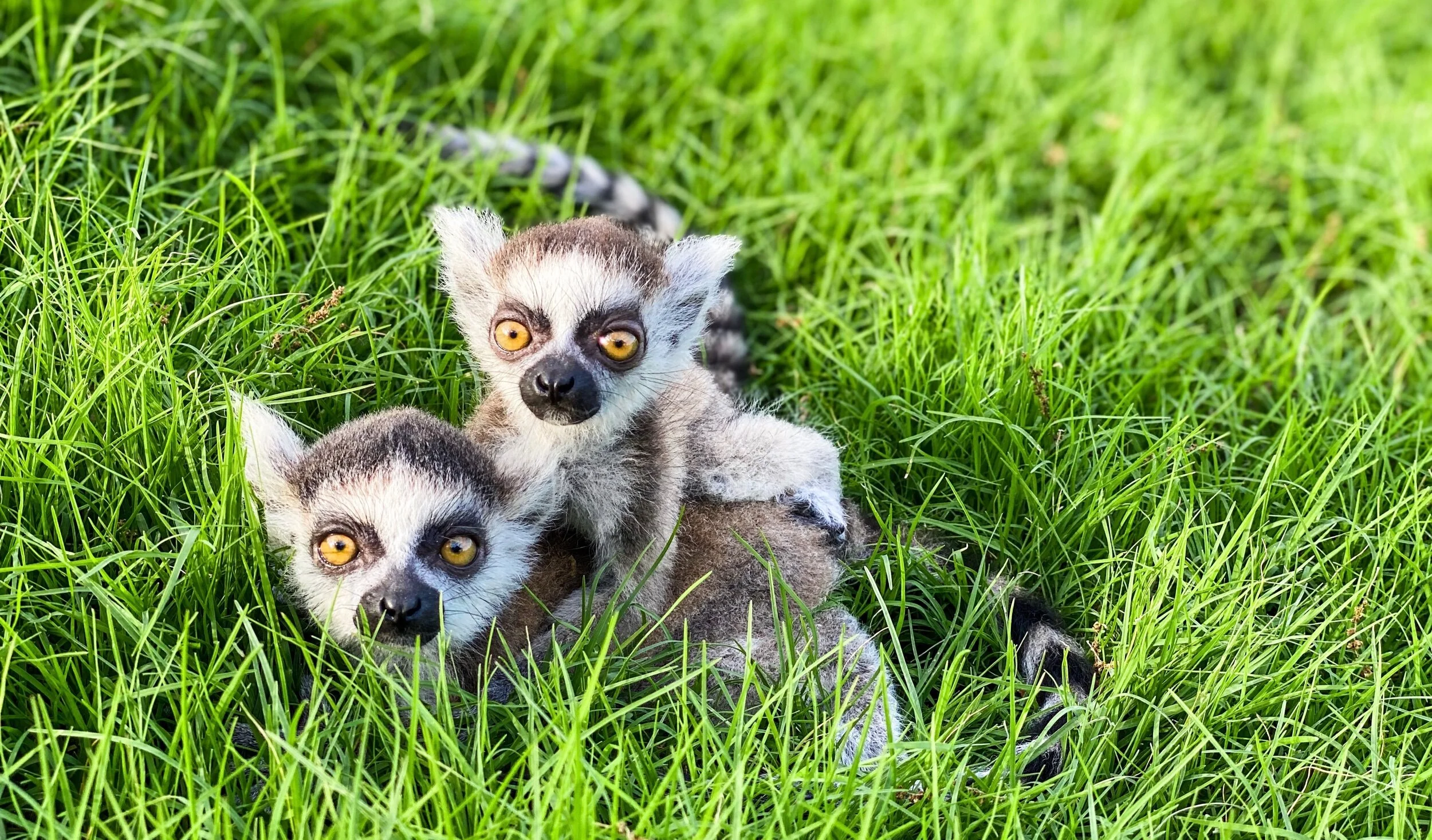 About ‎Us & What We Do | Dragonstone Ranch