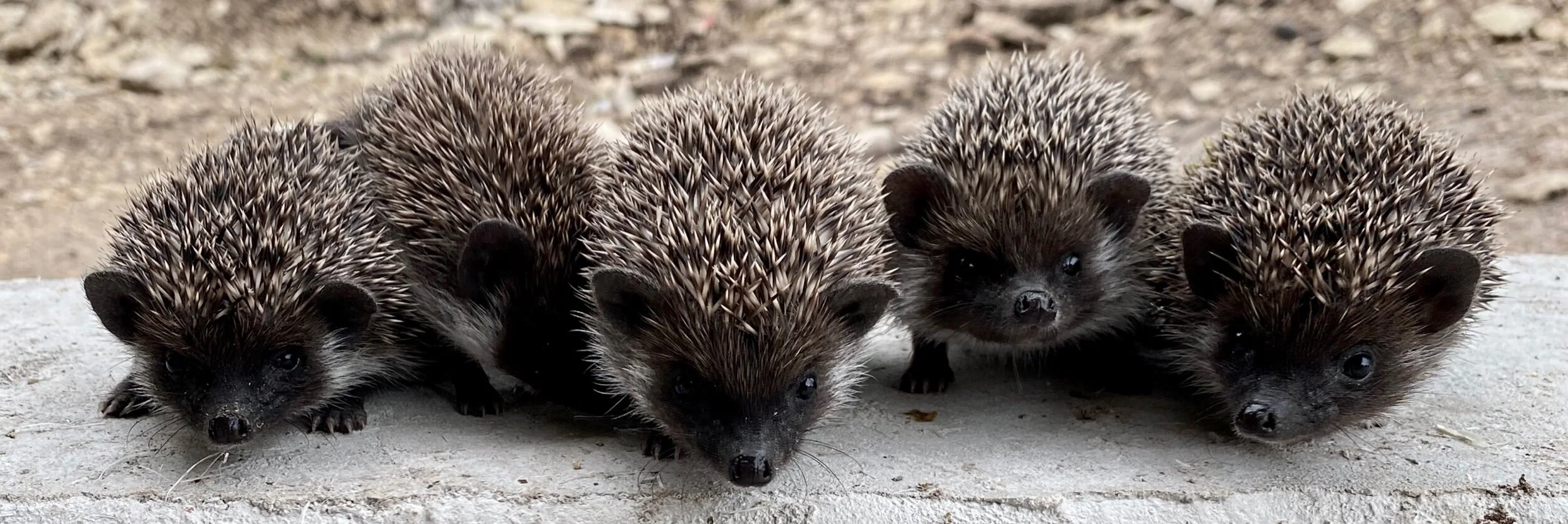 Baby ‎Hedgehogs | Hedgehog Breeder | Dragonstone Ranch