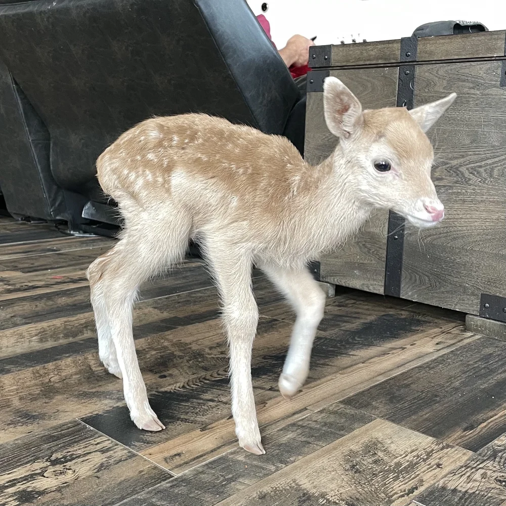 Baby Axis Deer