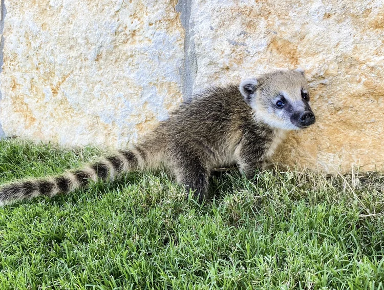 Bottle ‎Baby Coatimundi For Sale | Pet Coatis | Dragonstone Ranch