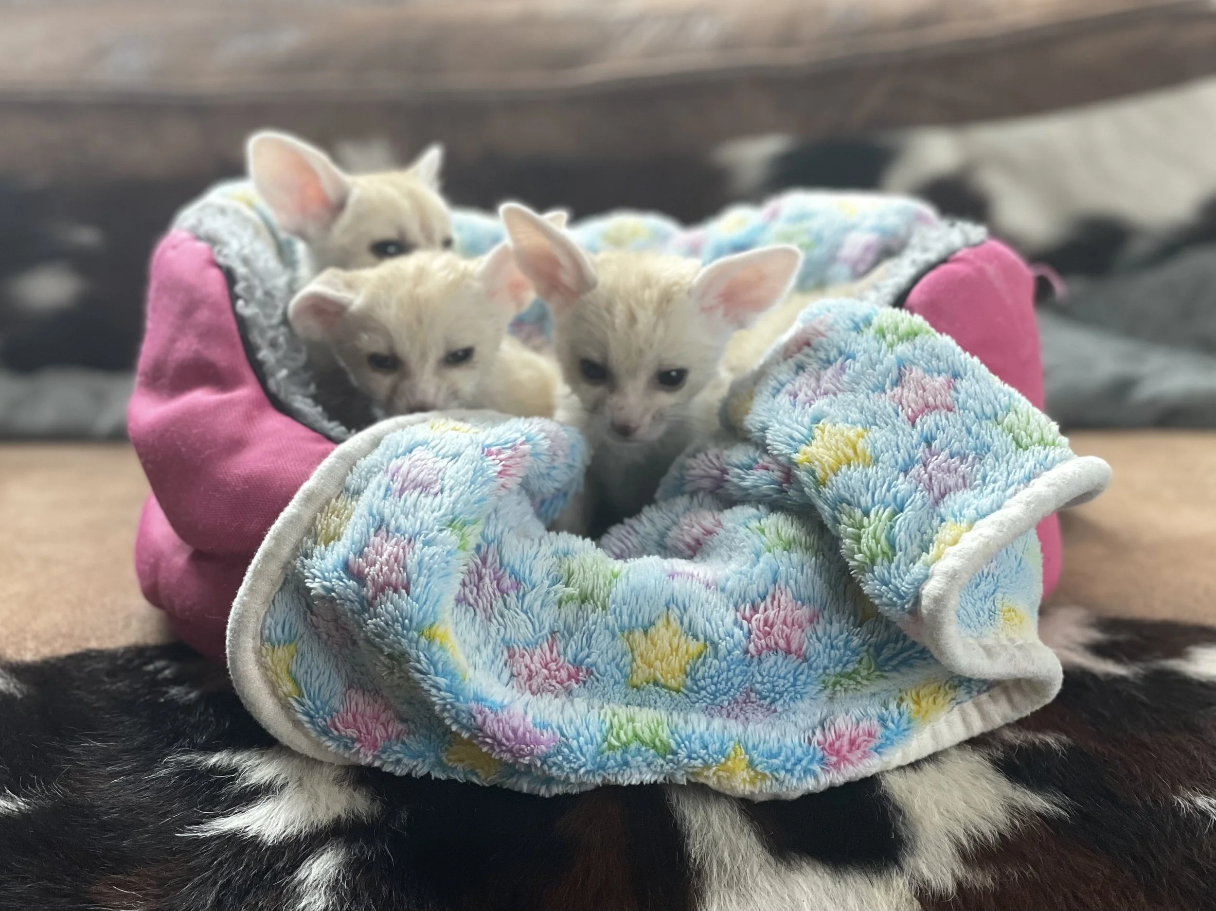 Fennec ‎Foxes For Sale | Pet Fox Breeder | Dragonstone Ranch