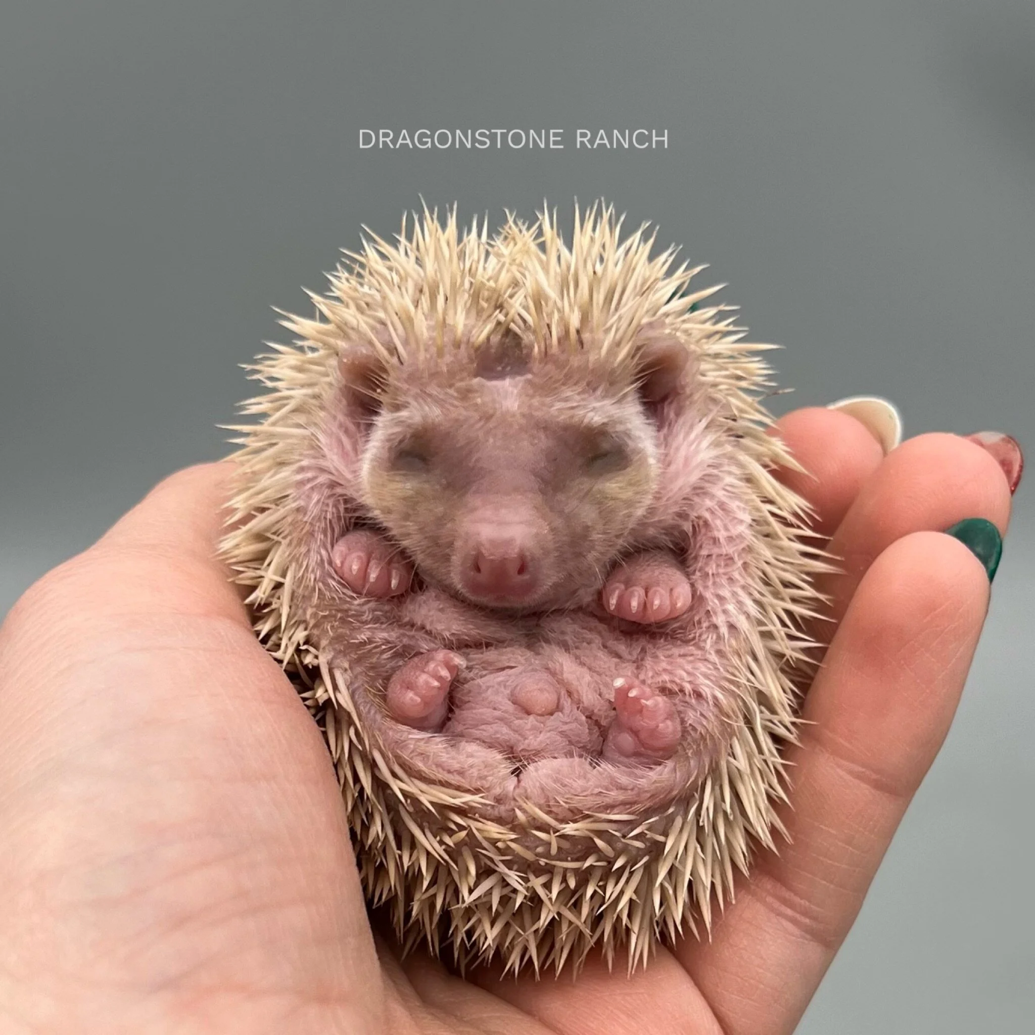 Baby ‎Hedgehogs For Sale | Pet Hedgehog Breeder | Dragonstone Ranch