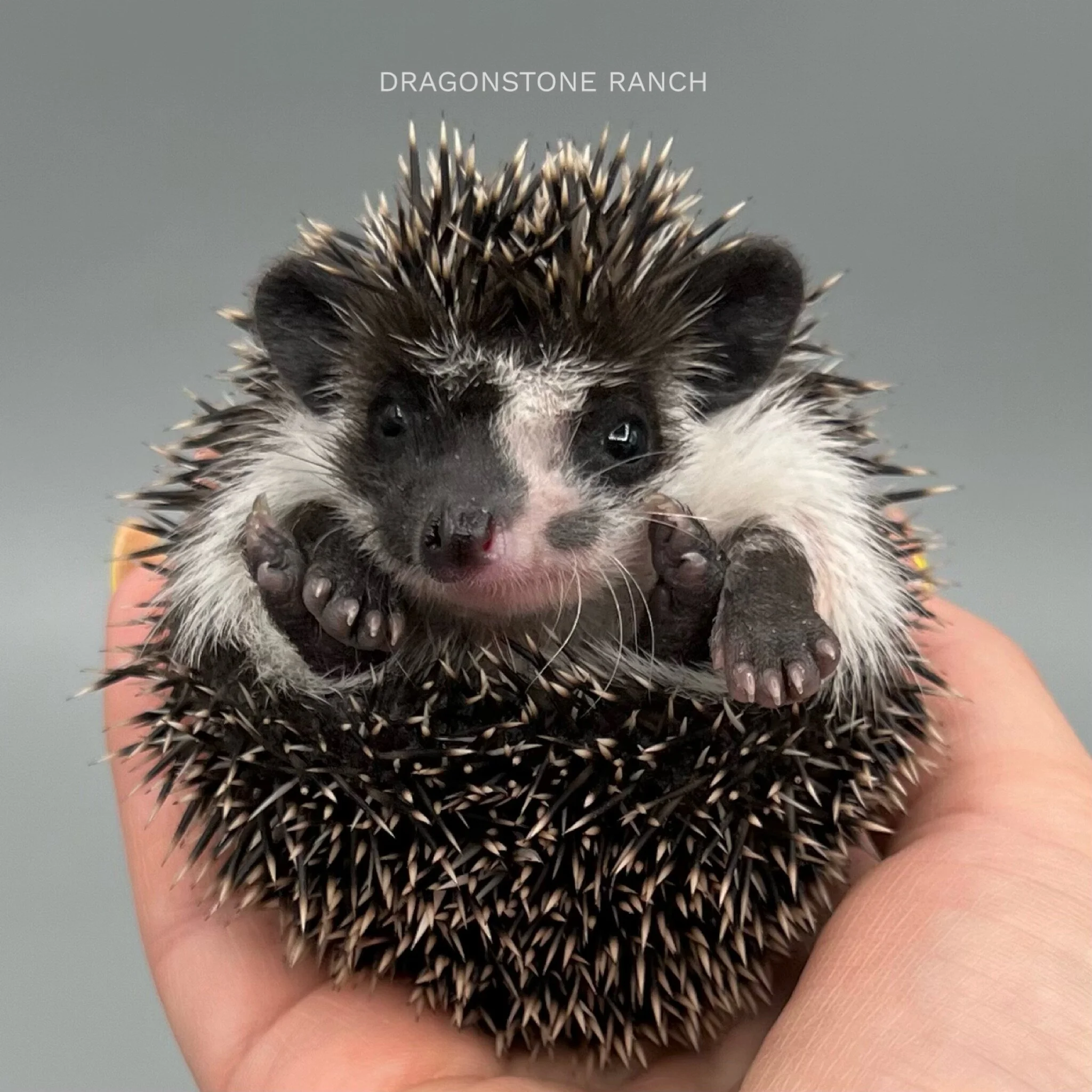 Baby ‎Hedgehogs For Sale | Pet Hedgehog Breeder | Dragonstone Ranch