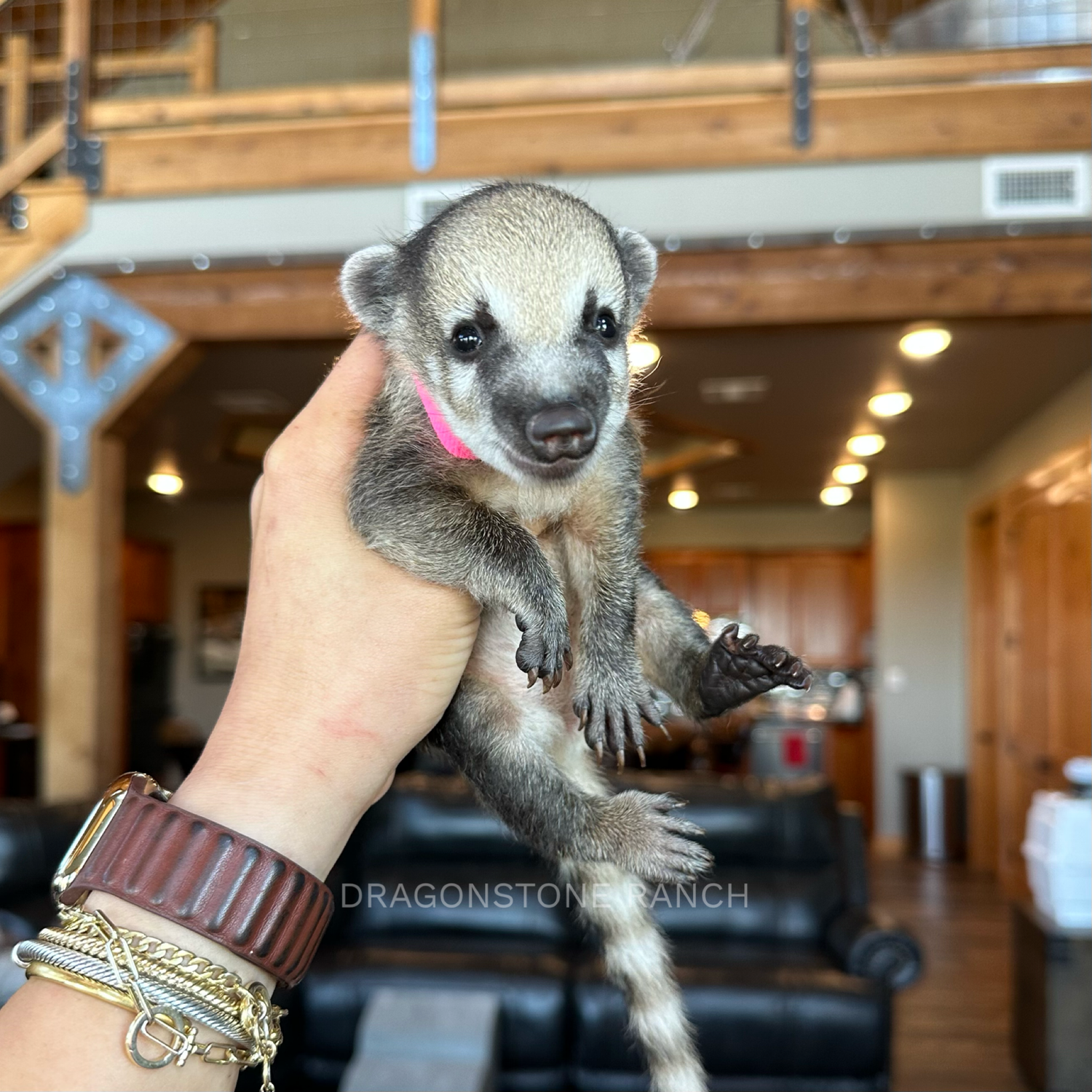 Baby Coatimundi Animal