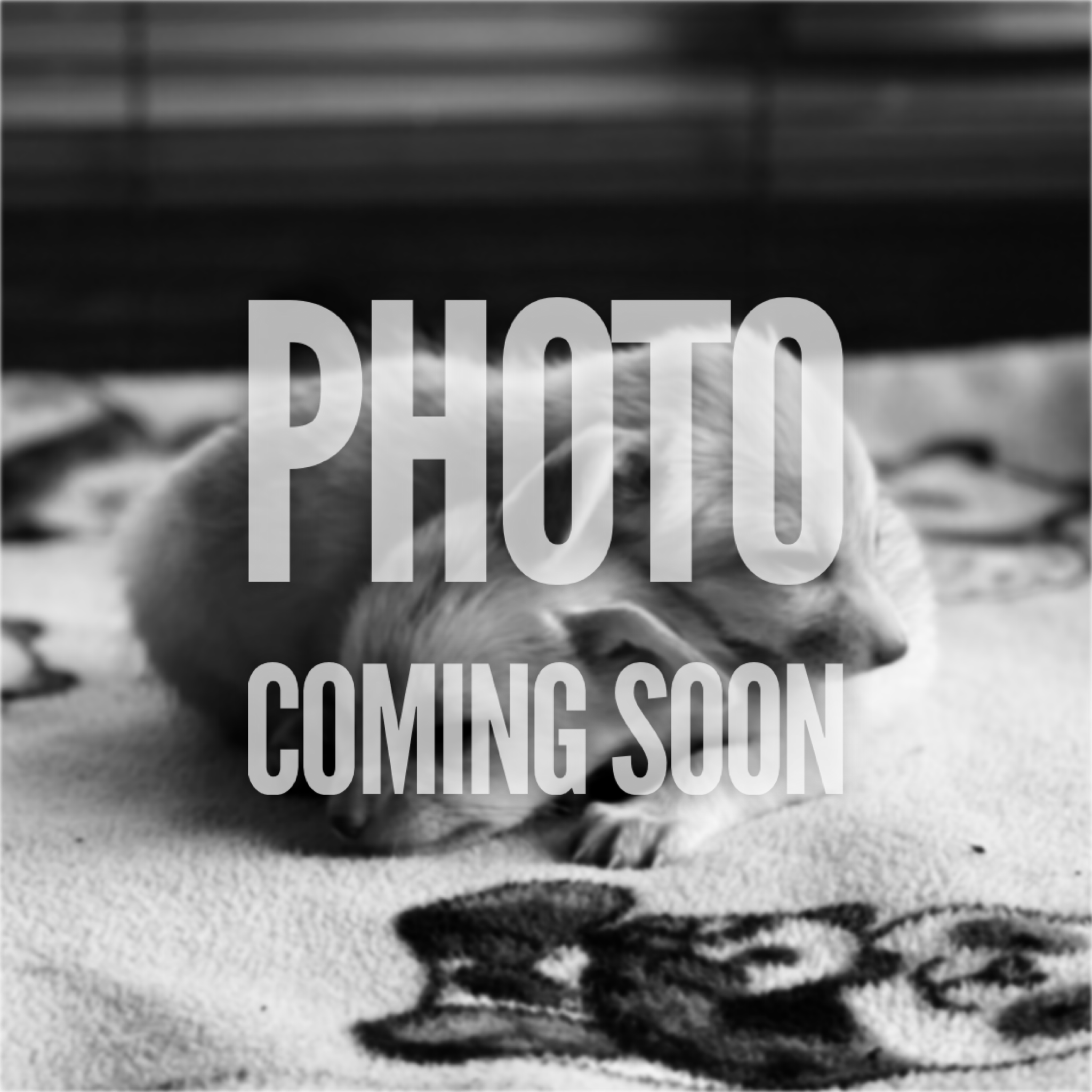 Fennec ‎Foxes For Sale | Pet Fox Breeder | Dragonstone Ranch