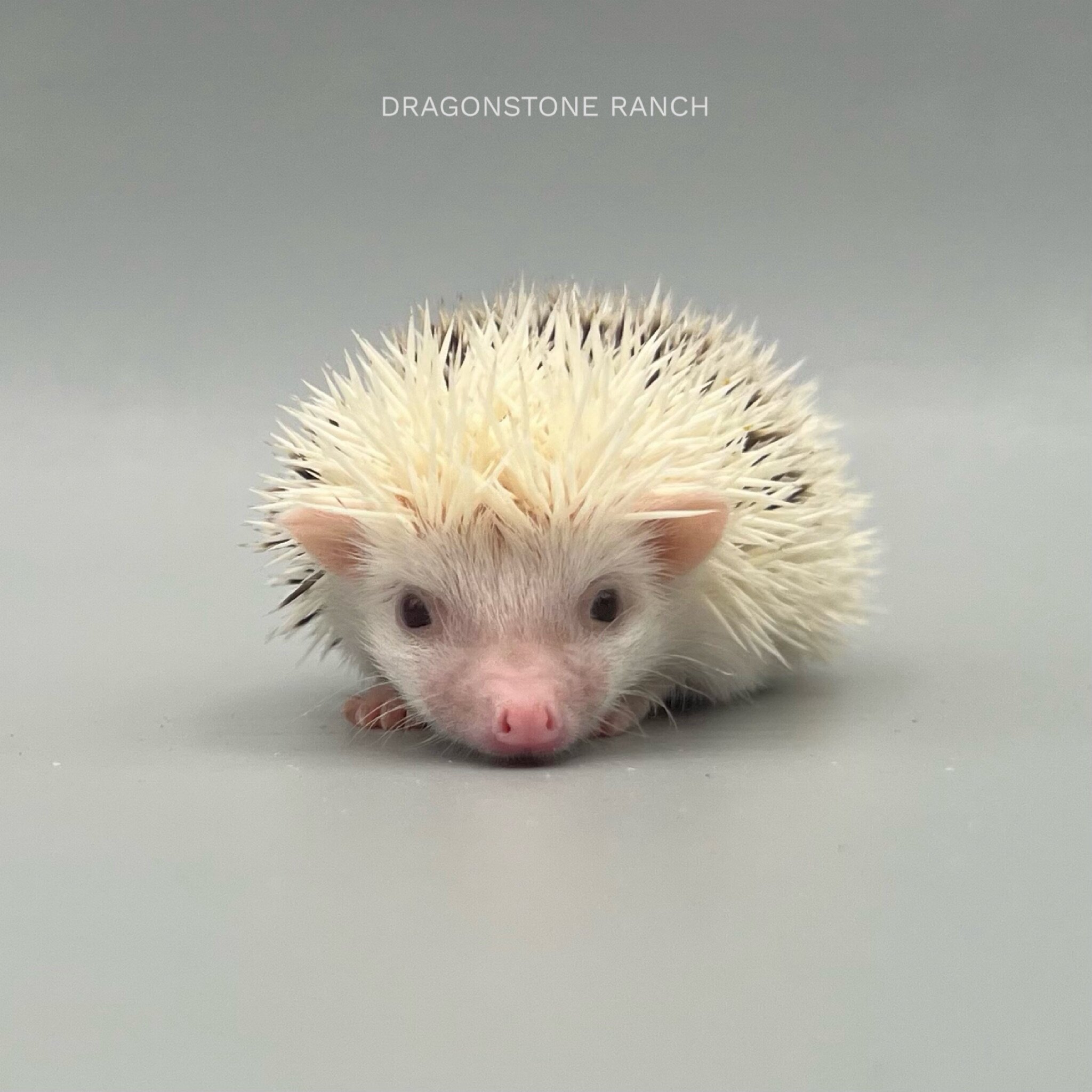 Baby ‎Hedgehogs For Sale | Pet Hedgehog Breeder | Dragonstone Ranch
