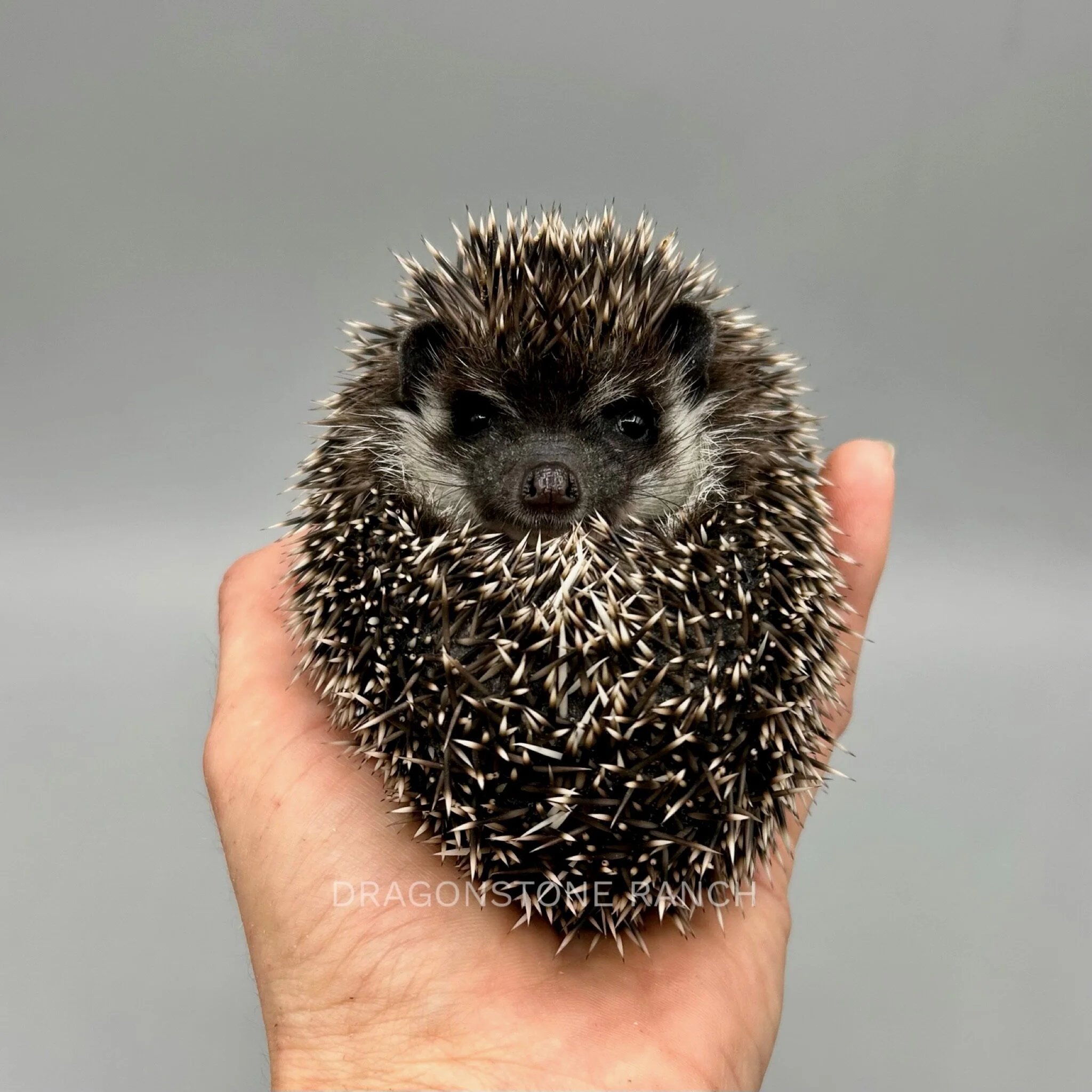 Baby â žhedgehogs For Sale Pet Hedgehog Breeder Dragonstone Ranch