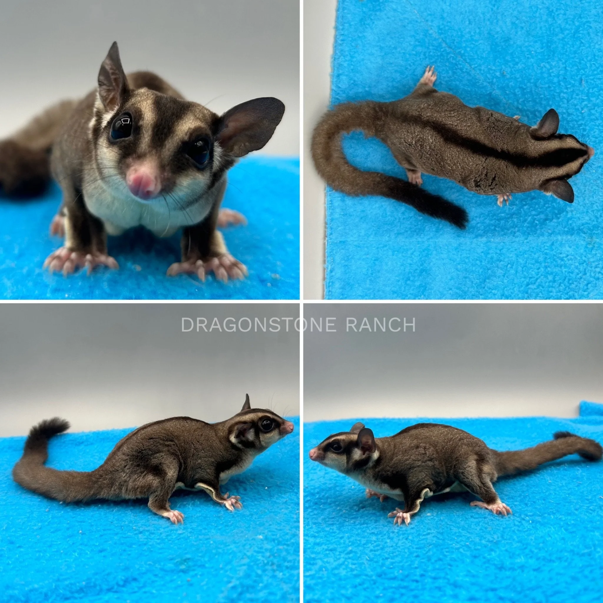 Sugar ‎Glider Babies For Sale | Dragonstone Ranch