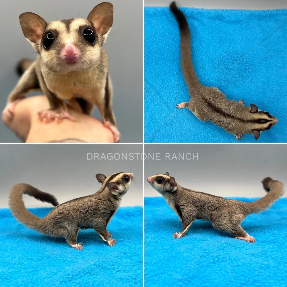 Caramel Sugar Glider