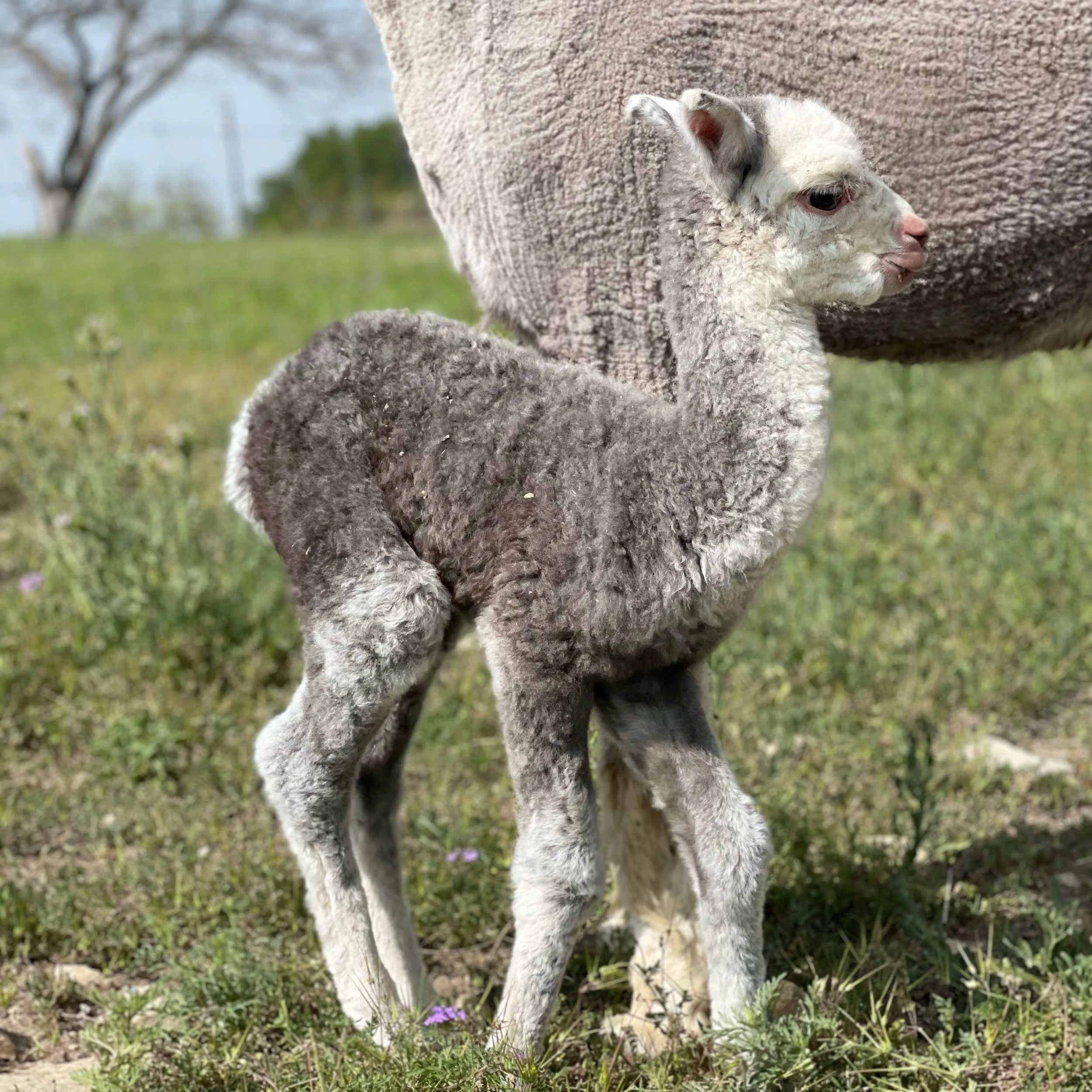 Exotic Animal Breeder in Texas | Dragonstone Ranch